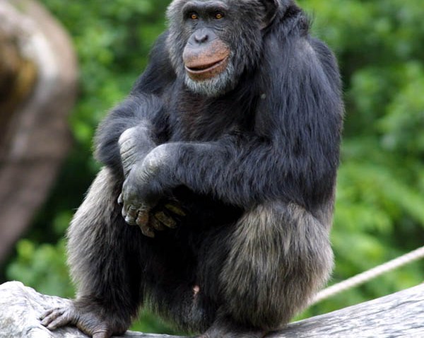 Violent Chimp Proves Animals Make Plans: Study – NBC New York