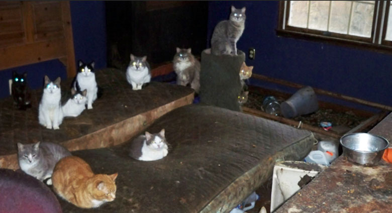 Filthy Cat Mansion to Be Downsized – NBC New York