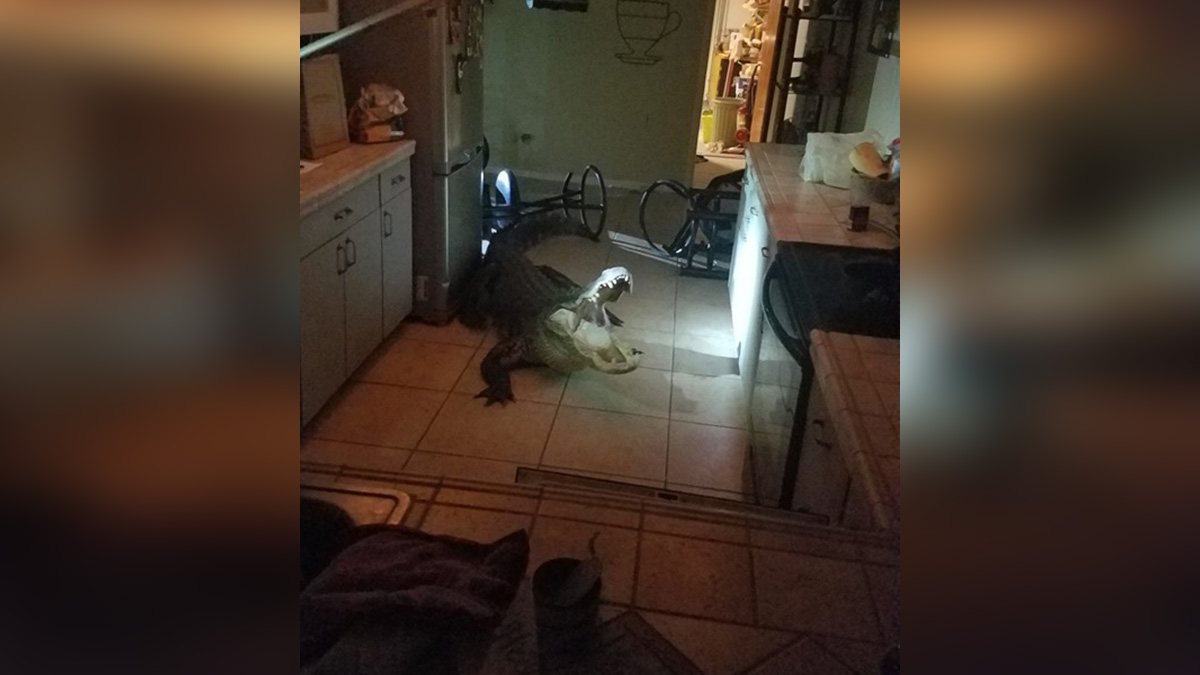 Massive Alligator Captured After Breaking Into Florida Home: Police ...