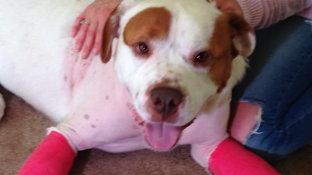 Dog With Deformed Legs Dumped on Road, Strangers Donate Thousands for ...