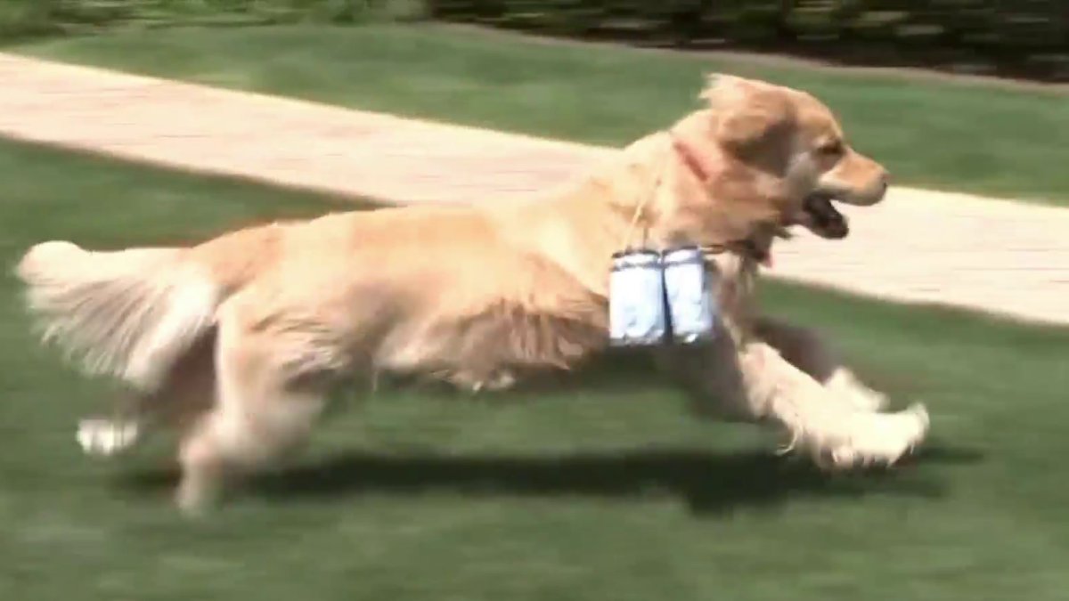 Delivery Dogs: Golden Retrievers Help Deliver Beer, Joy on Long Island ...