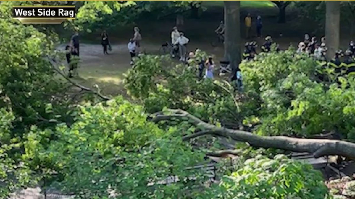 50-Foot Tree Falls on 4 People in Riverside Park – NBC New York