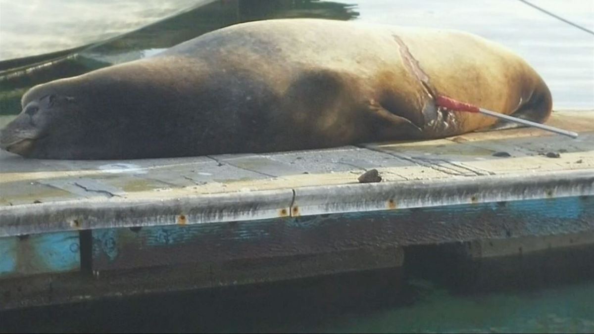 Rescuers Capture Wounded Sea Lion, Remove Blade – NBC New York