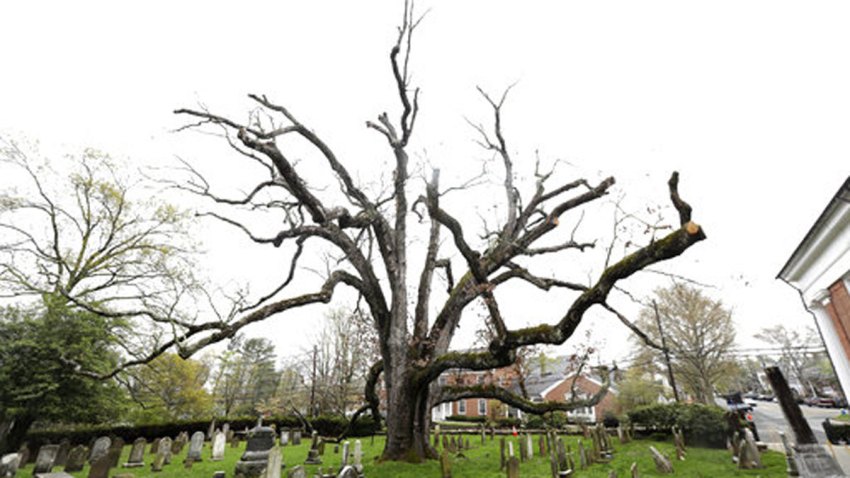 Felled 600-Year-Old Tree, Believed to Be Among Oldest in Nation, to ...