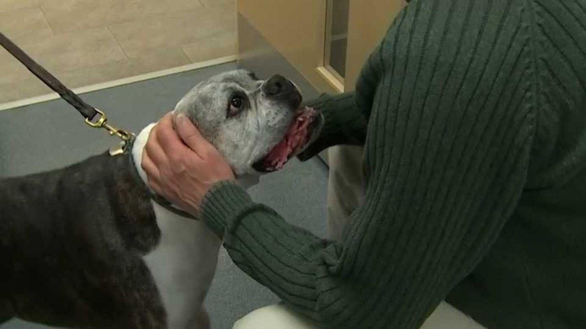 ALS Cures Being Tested on Suffering Dogs – NBC New York