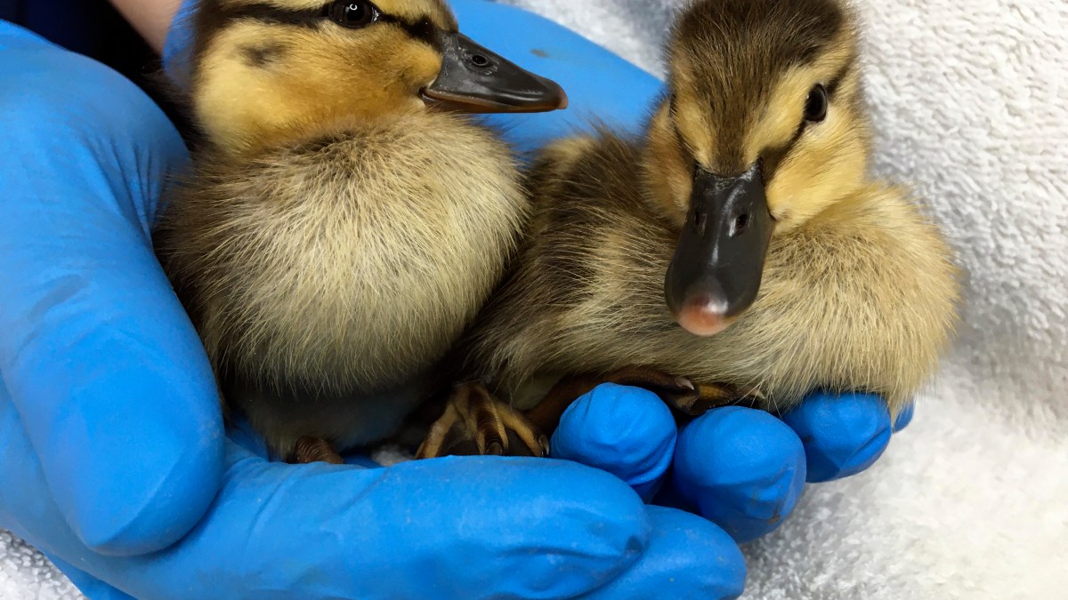 Baby Ducklings Saved From Central Park After Left Orphaned by Snapping ...