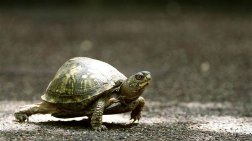 Nyc Man Pleads Guilty To Smuggling Exotic Turtles Nbc New York