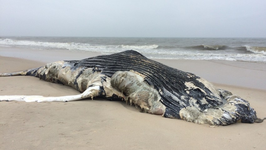 Dead Humpback Whale on Fire Island Was Likely Hit by Boat, Conservation ...