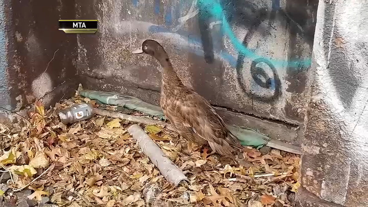 Duck Found on Same Brooklyn Subway Tracks Where Goats Were Found in ...
