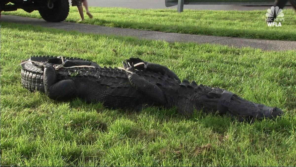 Gator Named ‘Fat Daddy’ Attacks Man on Golf Course – NBC New York