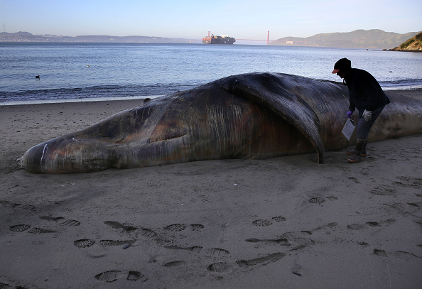‘Ship Strikes’ Killing Whales Despite Govt. Program to Slow Down ...