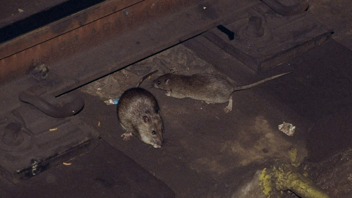 ‘Pita Rats’ Try to Take Subway Foodie Crown From Pizza-Dragging ...