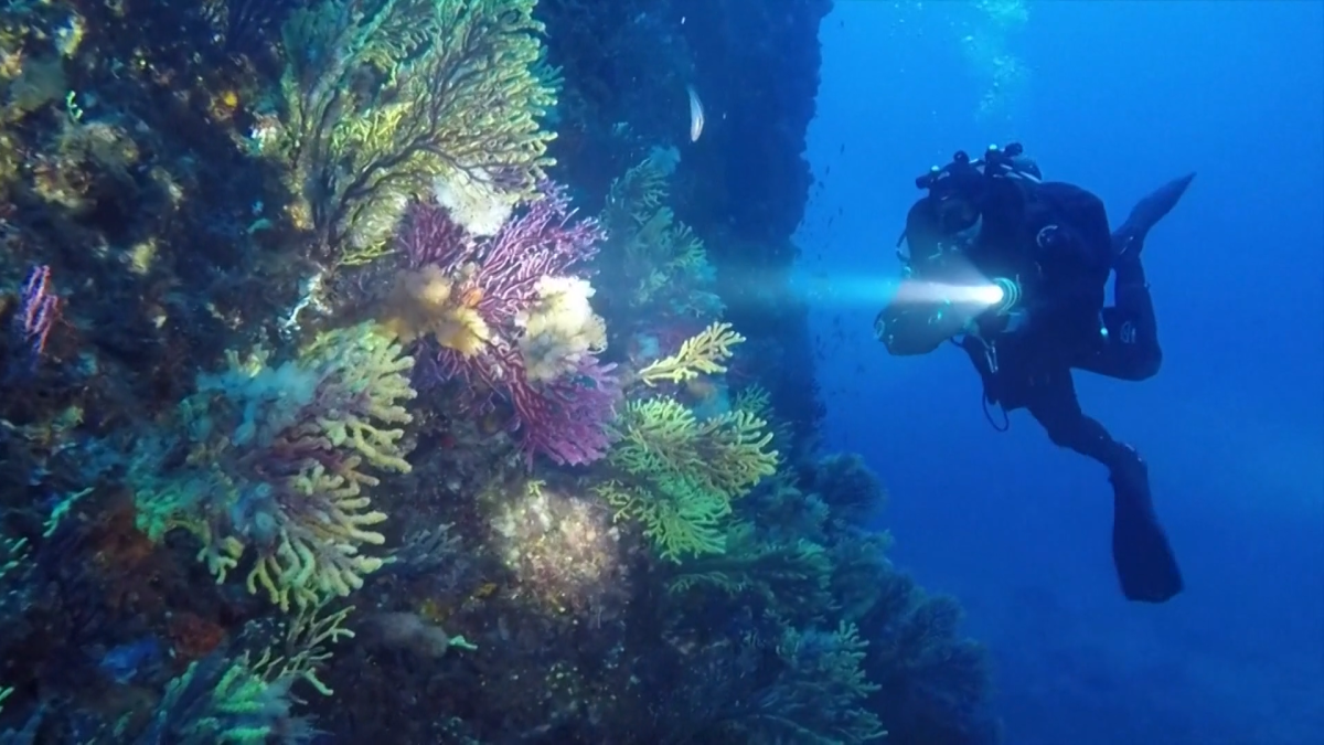 Italian Marine Animals Adapt to Life Without Humans – NBC New York