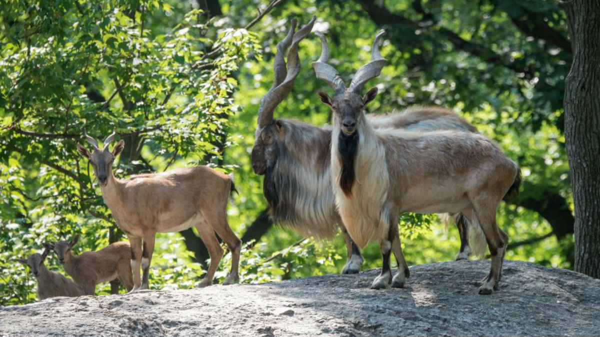 Bronx Zoo Adds Endangered Species of Spiral-Horned Goats – NBC New York
