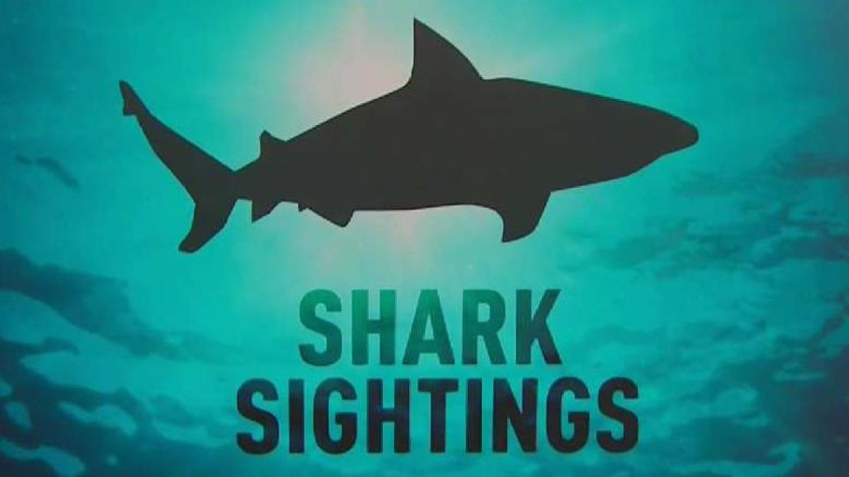Shark Sightings Close Parts Of Rockaway Beach Queens Nbc New York