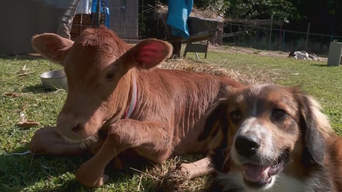 Moo-ving Friendship: Calf & Cattle Dog Form Inseparable Bond – NBC New York