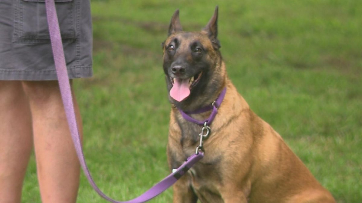 Rescue Dog Becomes Rescuer – NBC New York