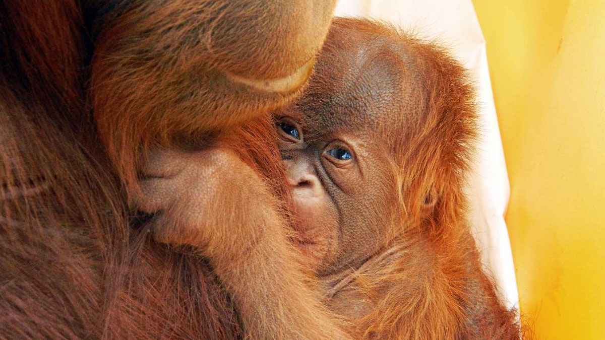 Baby Orangutan Born Using Assisted Reproduction in Connecticut: Center ...