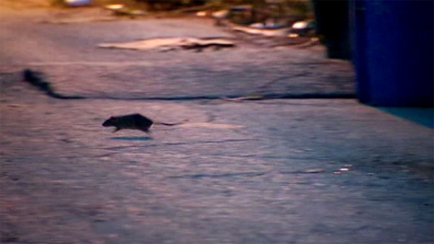 ‘Not Like the Regular Sewer Rat’: Rodents Overrun Long Island Town ...