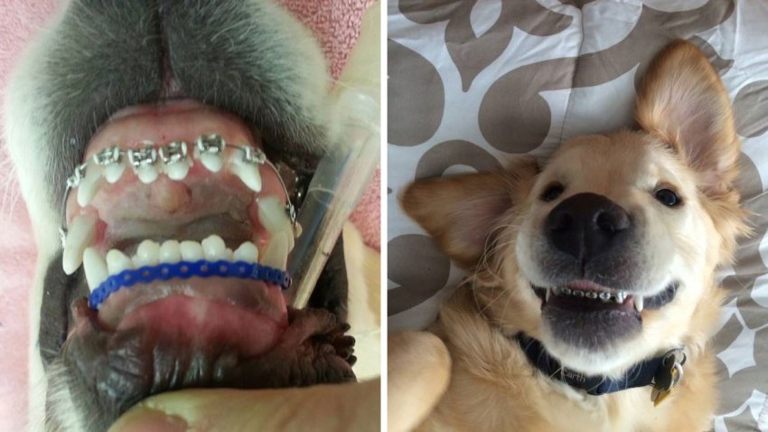 Golden Retriever Puppy Gets Braces to Correct Tooth Alignment – NBC New ...