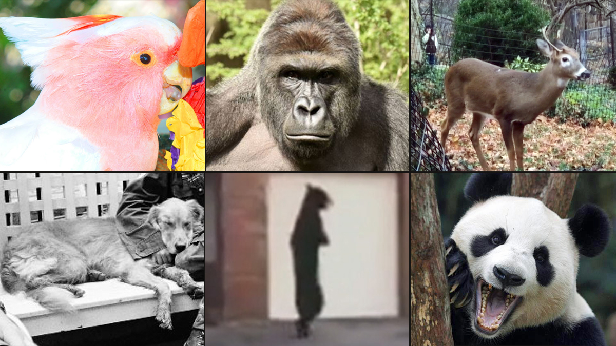 In Memoriam: Famous Animals We Lost in 2016 – NBC New York