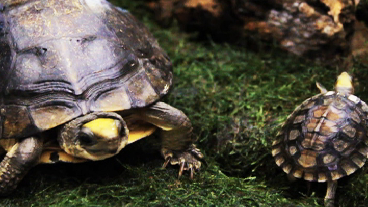 Rare Yellow-Headed Box Turtles Hatch at Bronx Zoo – NBC New York