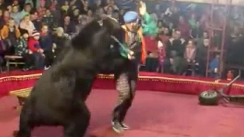 Video Shows Bear Attacking Trainer at Russian Circus Show – NBC New York