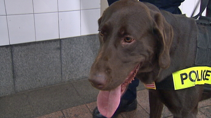 NYPD Deploys New Breed of Bomb-Sniffing Dogs – NBC New York