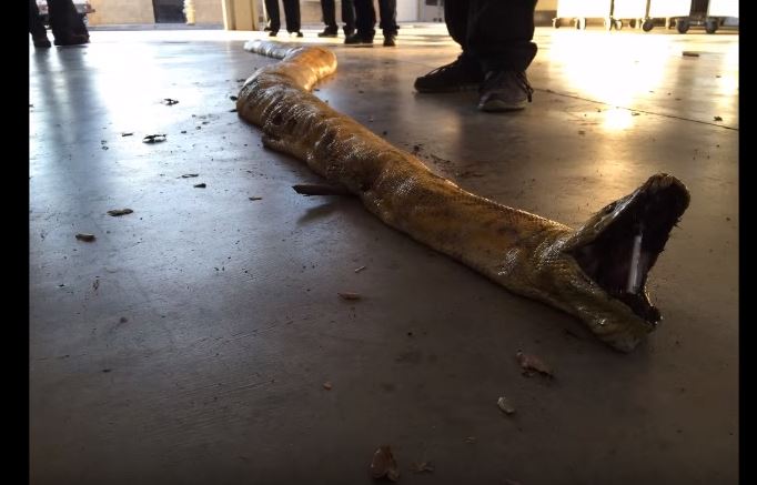 Monster 17-Foot Snake Found Dead at Riverside Dump – NBC New York
