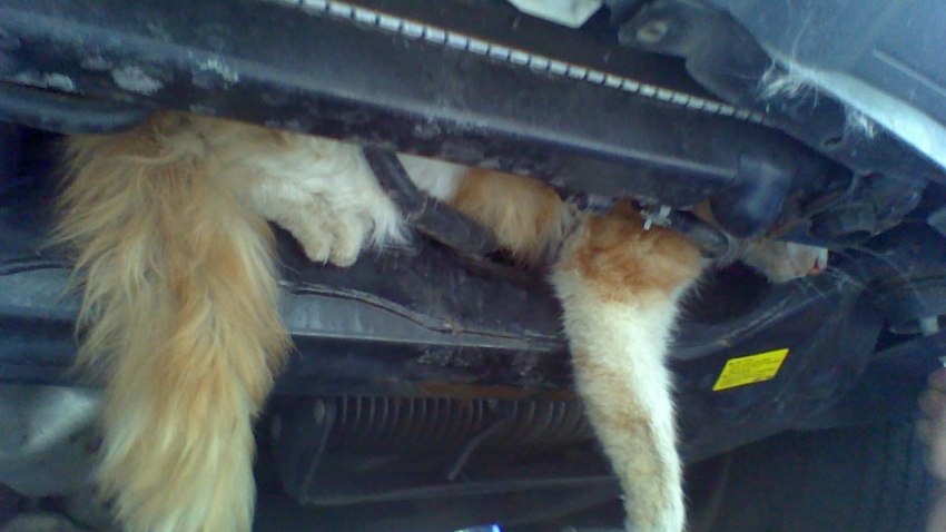 Bronx Cat Gets Stuck in Car Engine, Survives – NBC New York