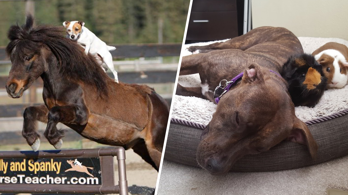 Odd Couples: These Unlikely Animal Friendships Will Warm Your Heart ...