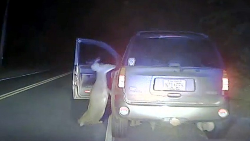 Deer Tries to Break Into Car After Being Hit in NJ – NBC New York