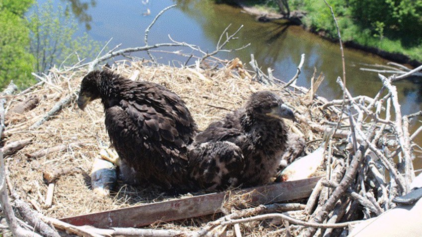 NJ Bald Eaglets Prepare to Fly for 1st Time – NBC New York
