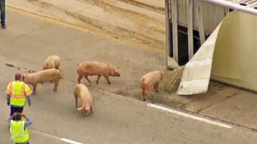 WATCH: Pigs Run Amok on Highway After Big Rig Crash – NBC New York