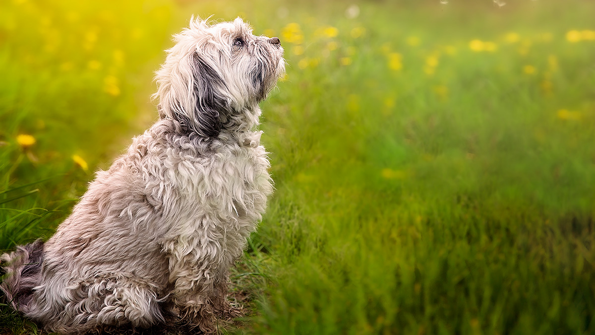 11 of the Best Dog Breeds for Senior Citizens – NBC New York
