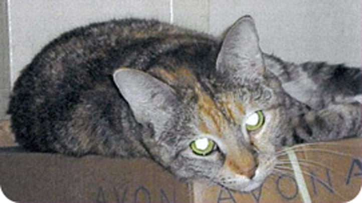 Brooklyn Man Gets Jail for Beating Cat to Death – NBC New York