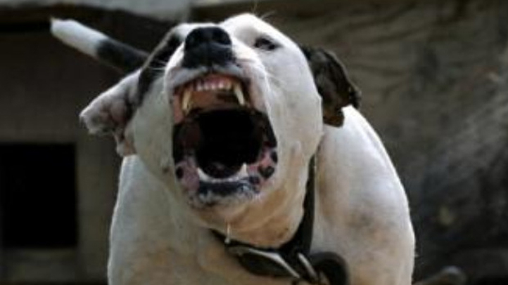 Pit Bull Goes AWOL After Vicious Attack in Queens – NBC New York