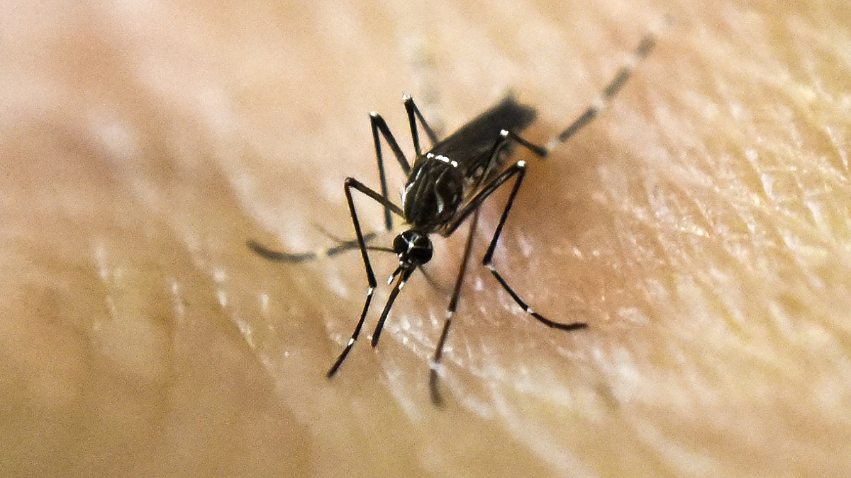 Mosquitoes Carrying Potentially Deadly EEE Virus Now Found in Two New ...