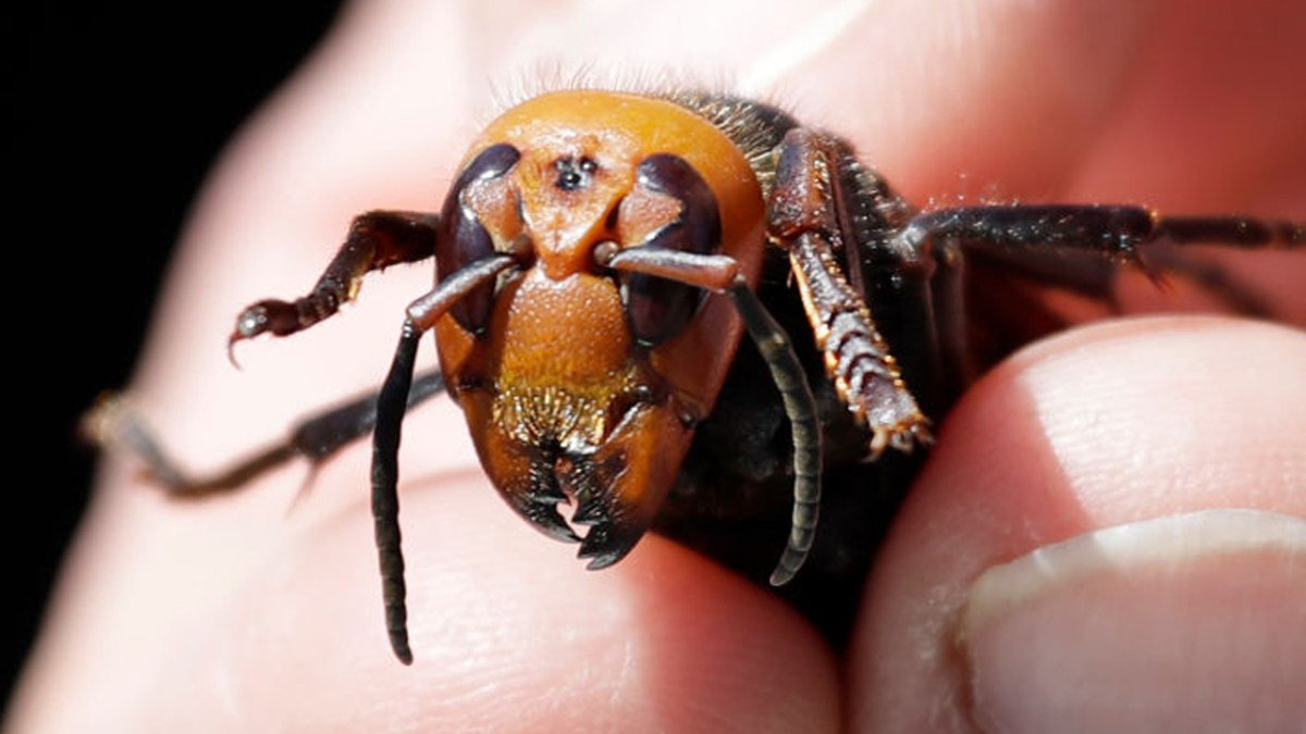Texas A&M Launches Task Force to Combat ‘Murder Hornet’ – NBC New York