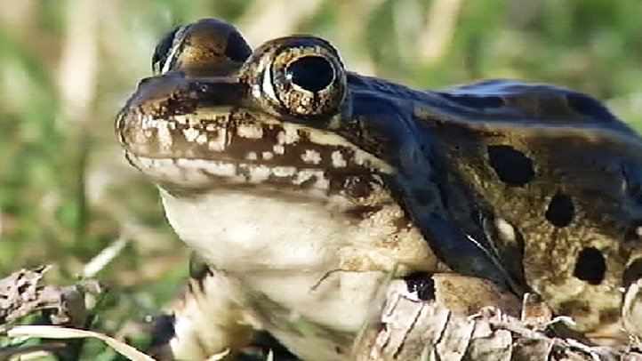 New Frog Species Discovered in NYC – NBC New York