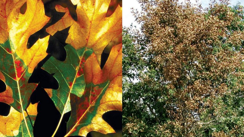 Oak-Killing Fungus Spreads to a 5th County in New York – NBC New York