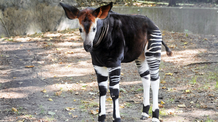 Adorable Okapi Calf Makes Bronx Zoo Debut – NBC New York