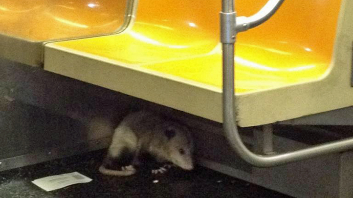Opossum on Subway Causes Evacuation – NBC New York