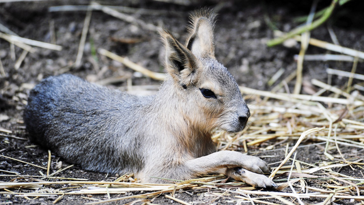 Patagonian Cavy Pup Debuts at Central Park Zoo – NBC New York