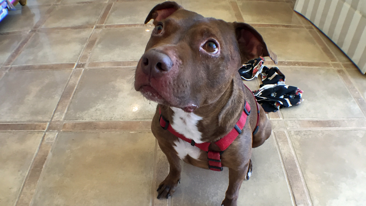 Found on the Brink of Death, Patrick the Miracle Dog Is Thriving 6 ...