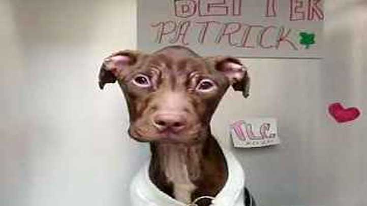 Scammers Try to Cash In on Rescued Starved Dog – NBC New York