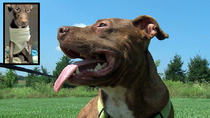 Patrick the Pit Bull Makes a Miracle Comeback – NBC New York