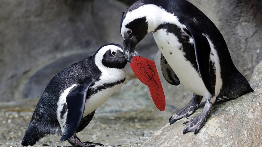 Gay Male Penguins Steal Lesbian Couple’s Eggs at Dutch Zoo – NBC New York