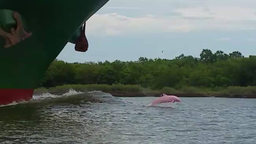 Pink Dolphin Seen in Video From Louisiana Shipping Canal – NBC New York