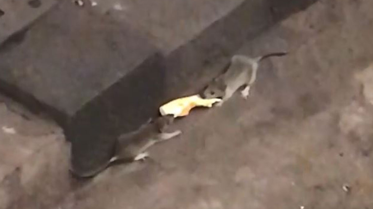 ‘Pizza Rat 2:’ Rodents Battle Over Crust on Subway Tracks – NBC New York